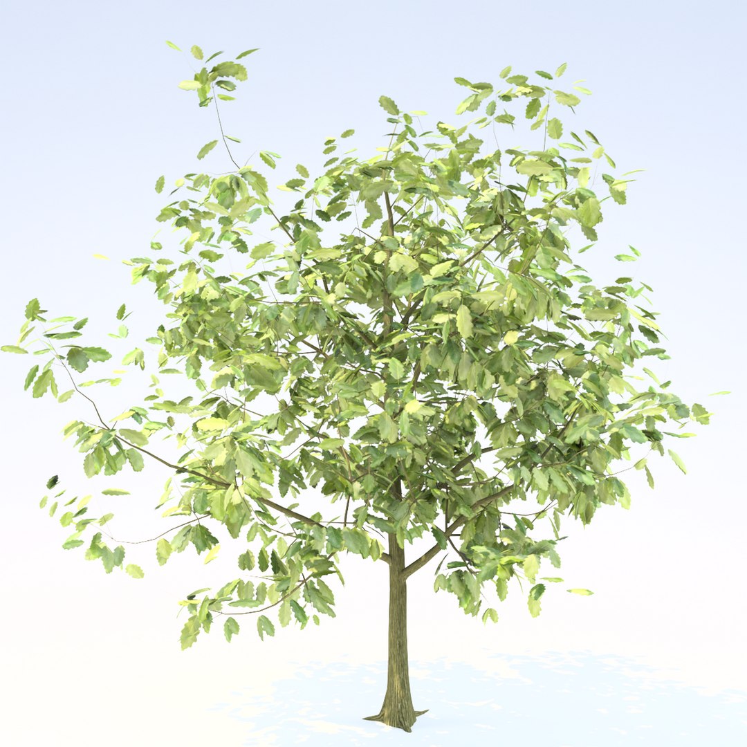 Tree Nature 3D Model - TurboSquid 1687506