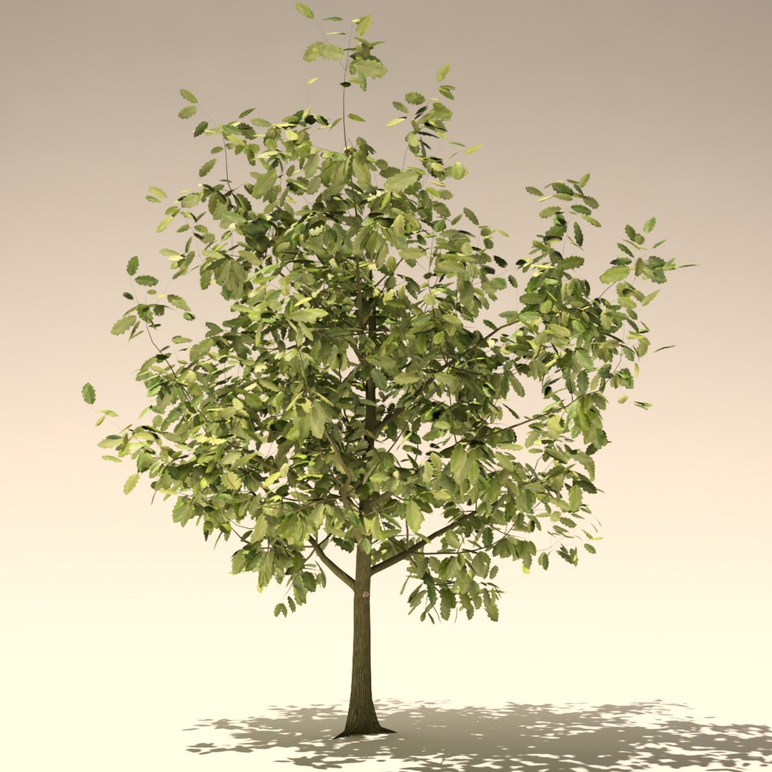 Tree Nature 3D Model - TurboSquid 1687506