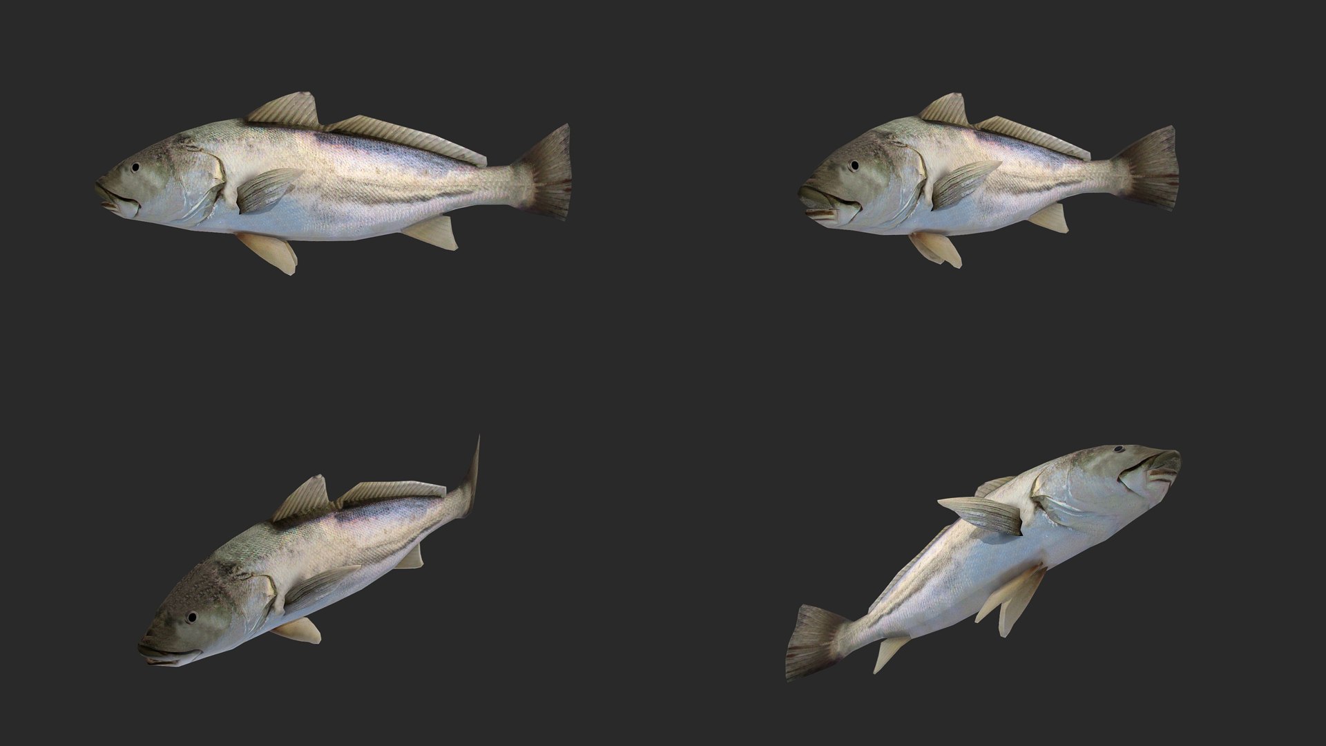 3D fish - ready pack 2 - TurboSquid 1300835