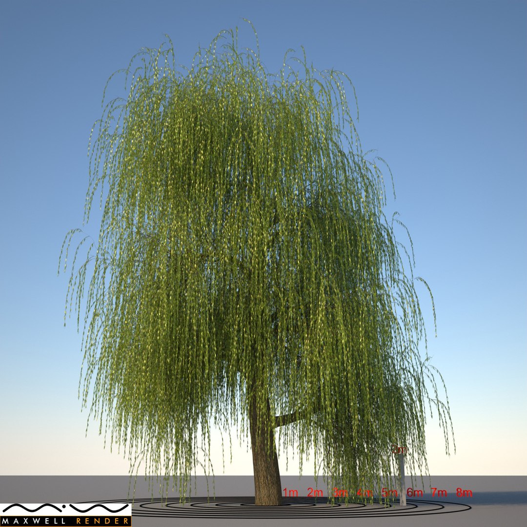 3d Model Willow Tree
