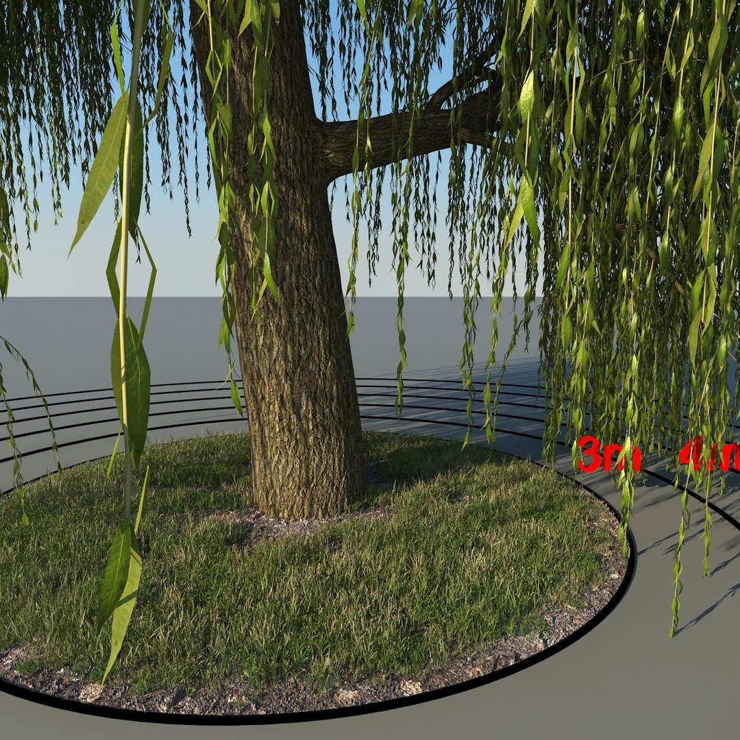3d Model Willow Tree