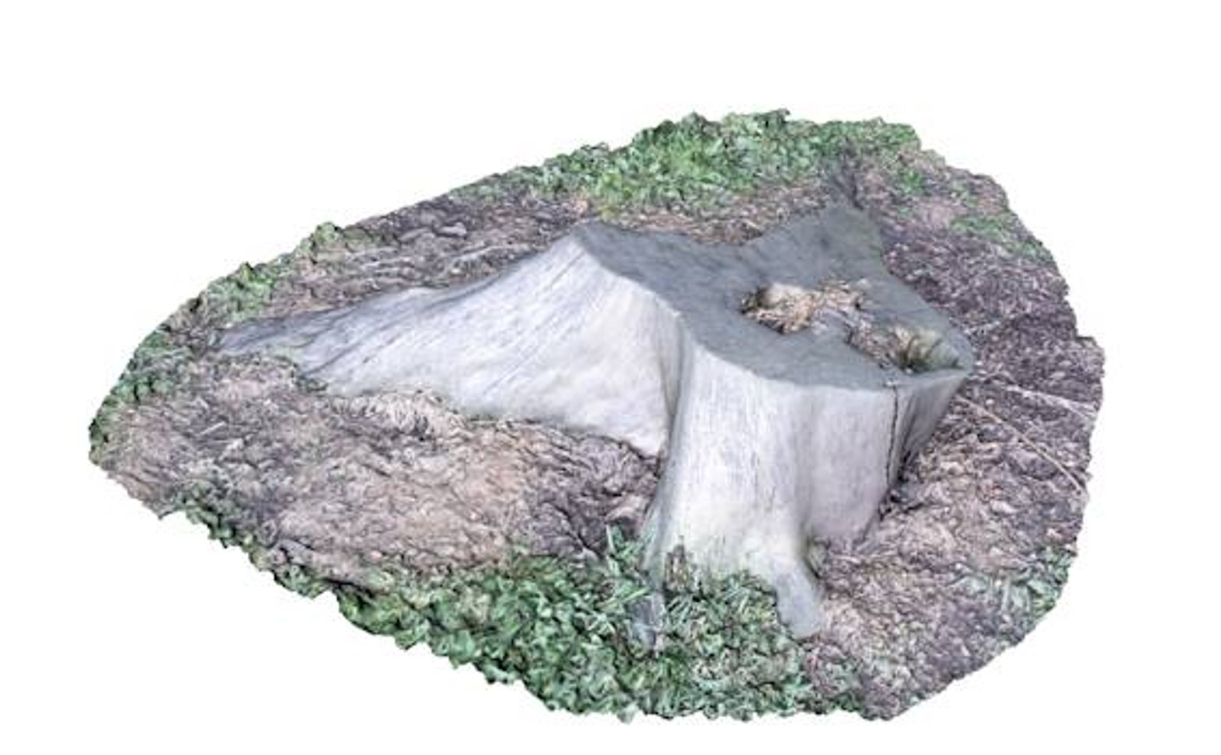 Realistic Tree Stump 3d C4d