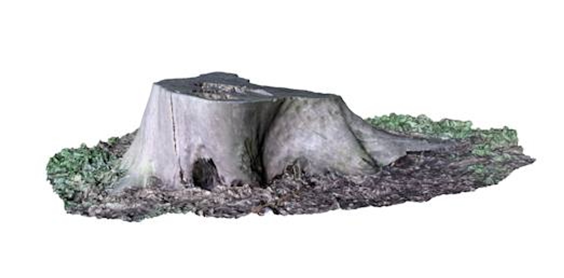 Realistic Tree Stump 3d C4d