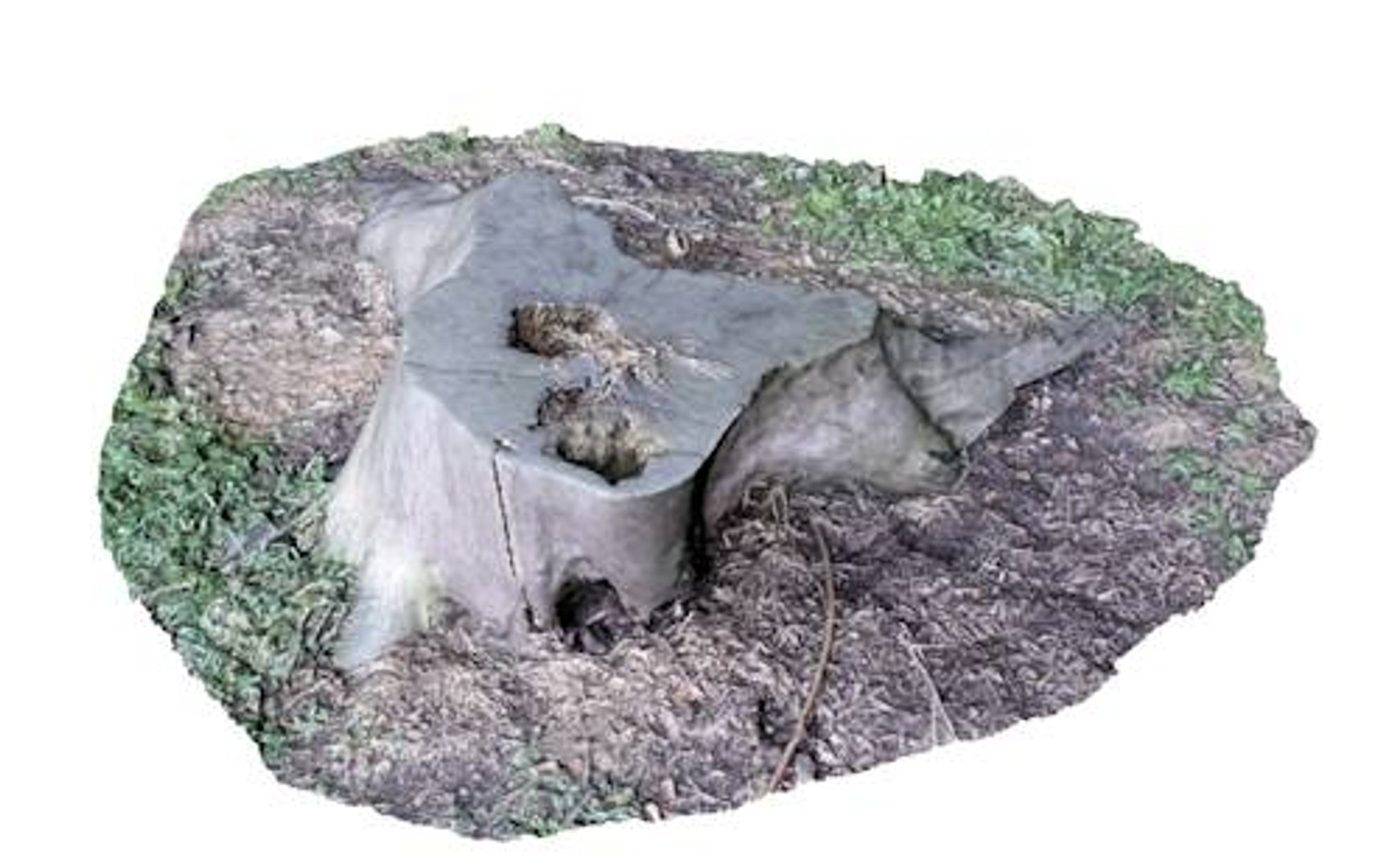 Realistic Tree Stump 3d C4d