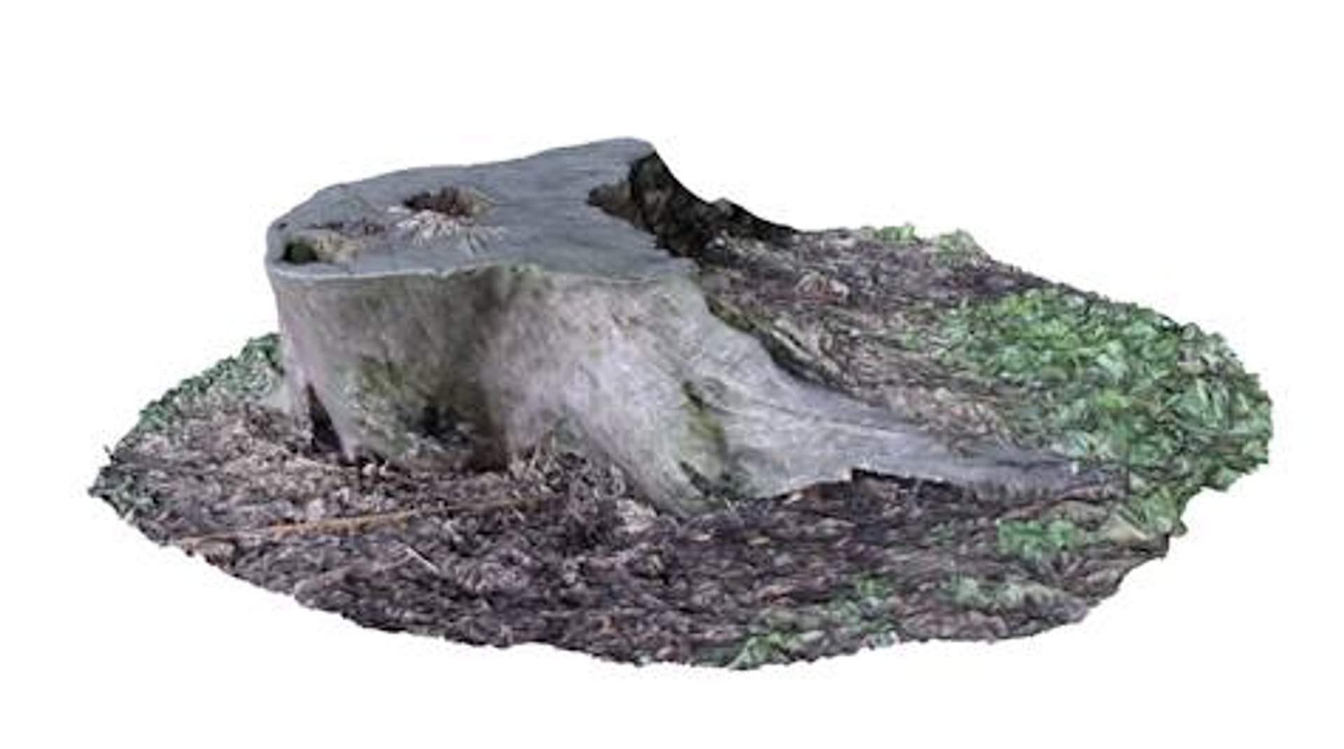Realistic Tree Stump 3d C4d