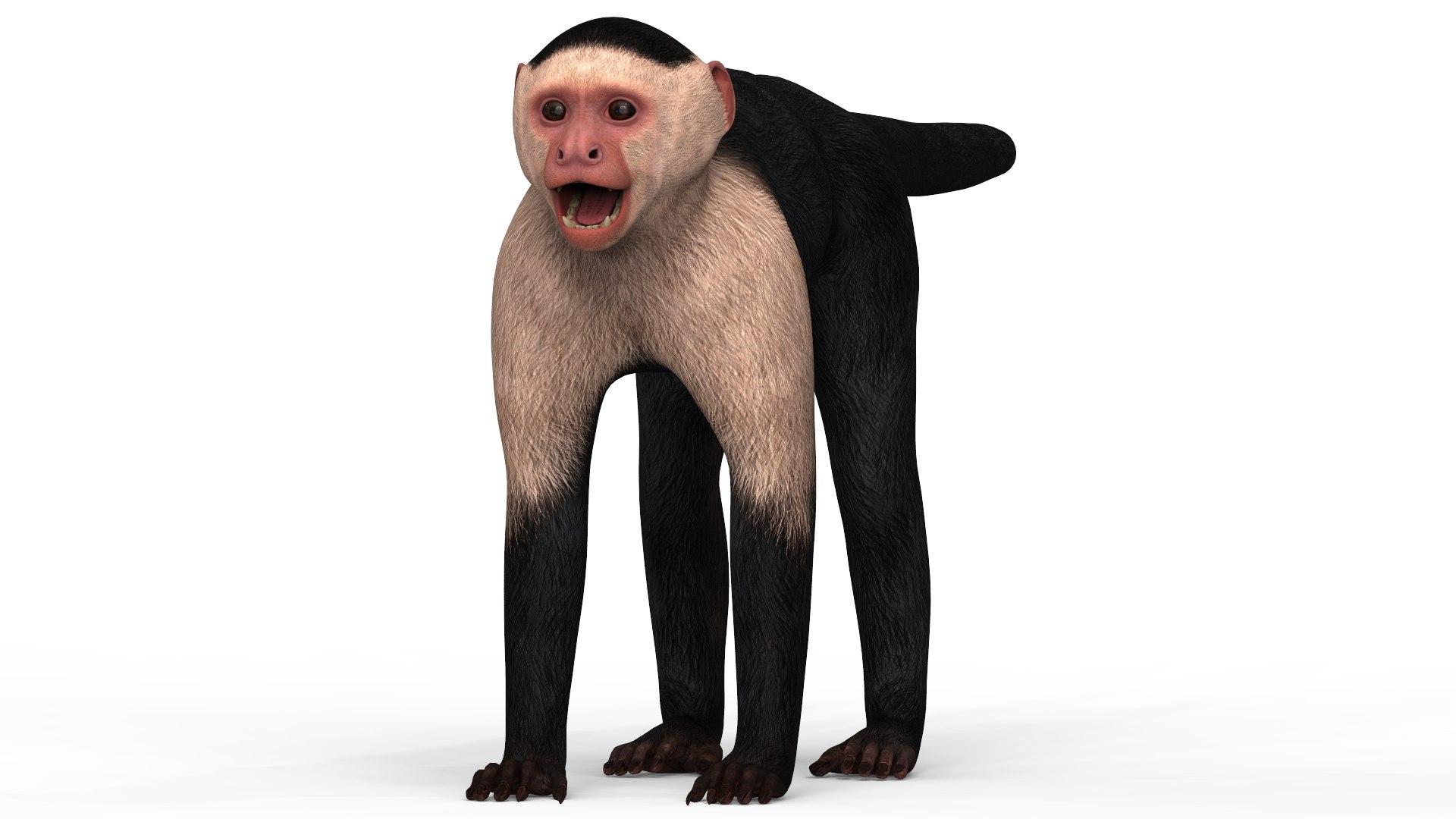 Capuchin Monkey With PBR Textures 3D Model - TurboSquid 1848667