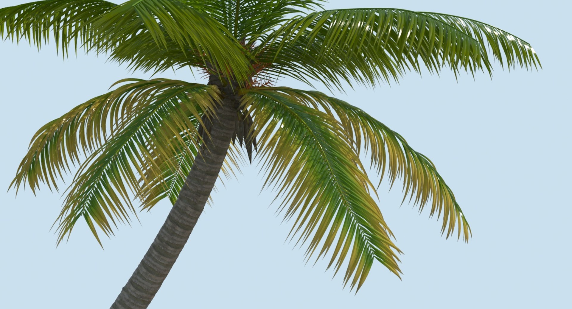 3d Model Of Palm-tree---tree-04