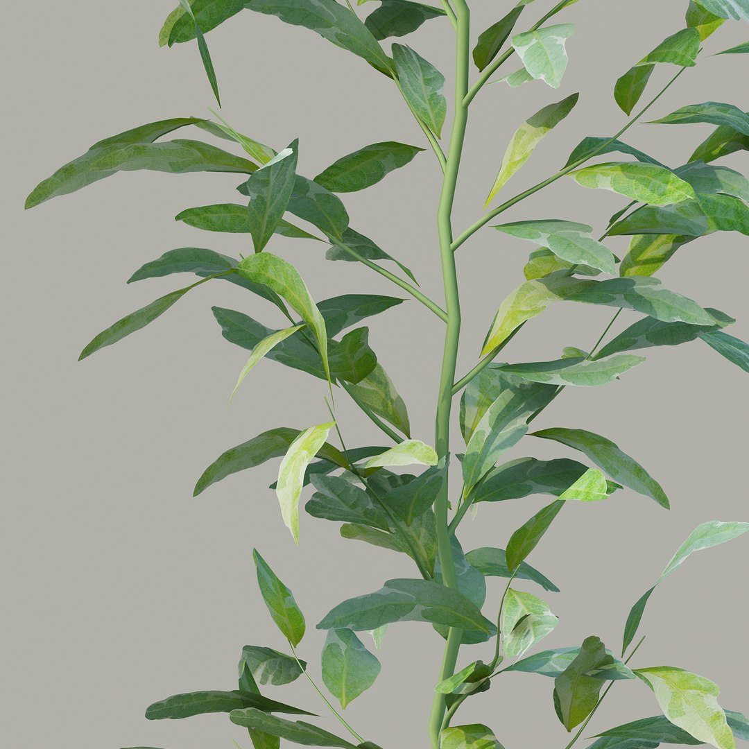 Tree Scatter 3D Model - TurboSquid 1255683