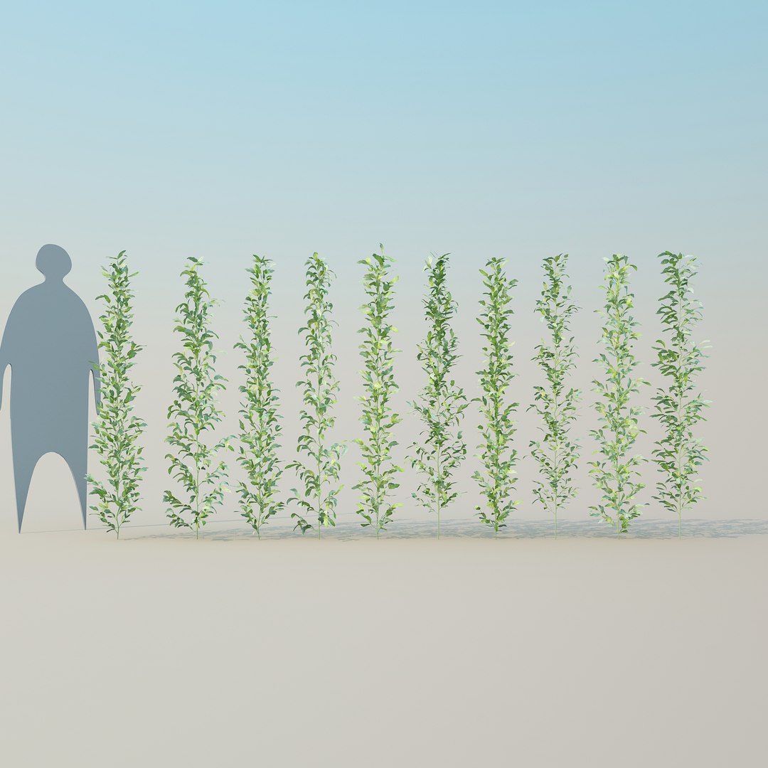 Tree Scatter 3D Model - TurboSquid 1255683