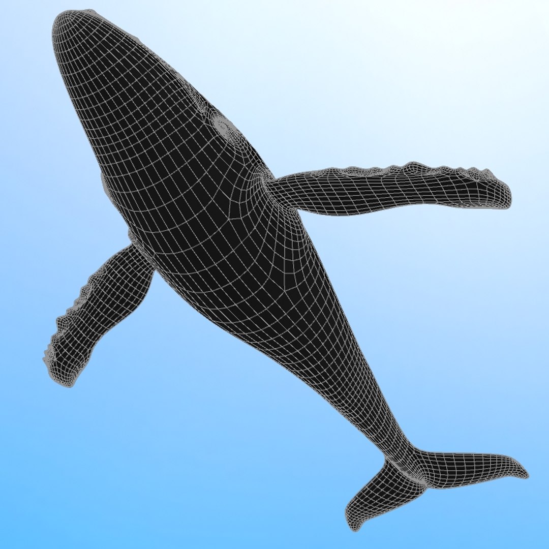 Humpback Whale Rigged 3D - TurboSquid 1290296