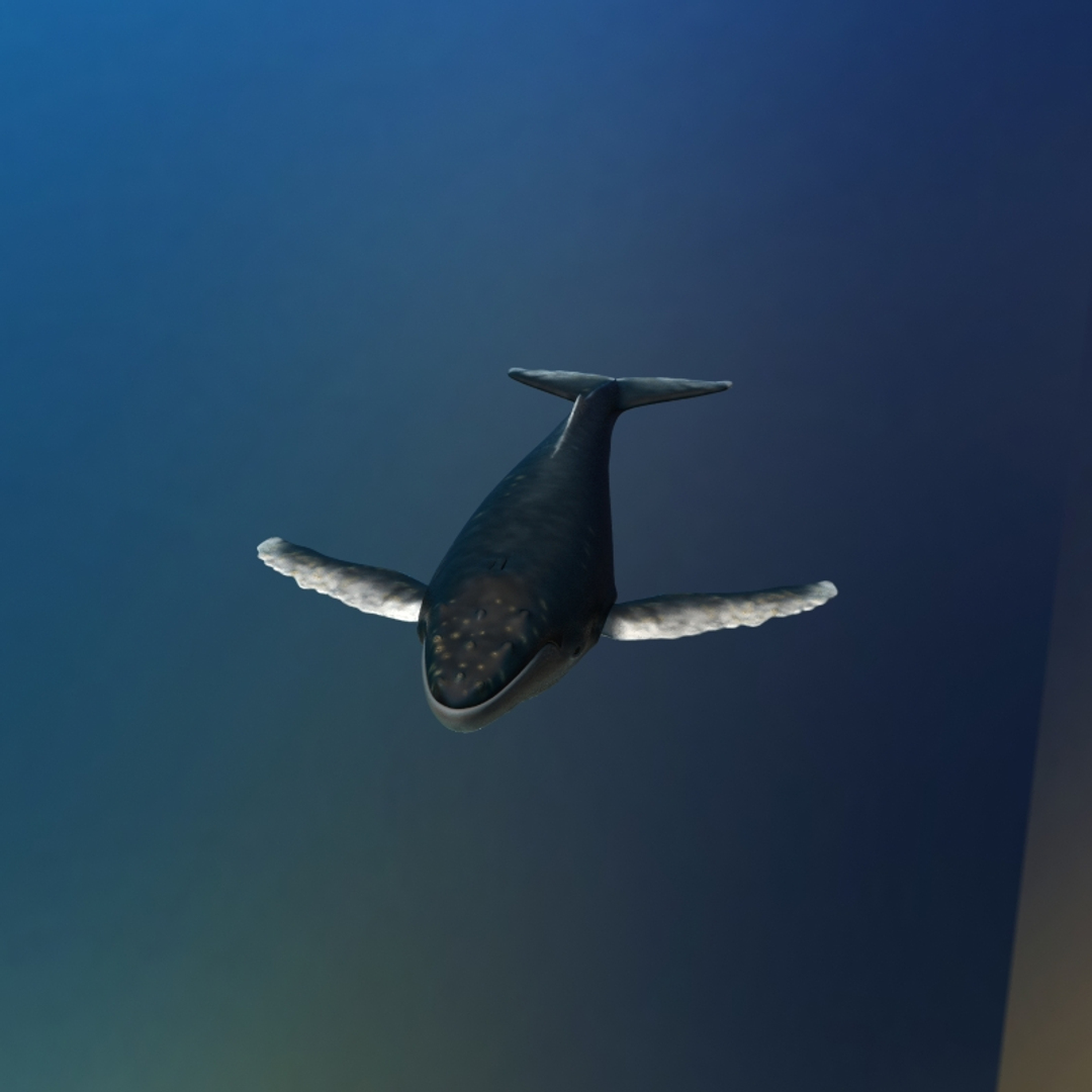 Humpback Whale Rigged 3D - TurboSquid 1290296