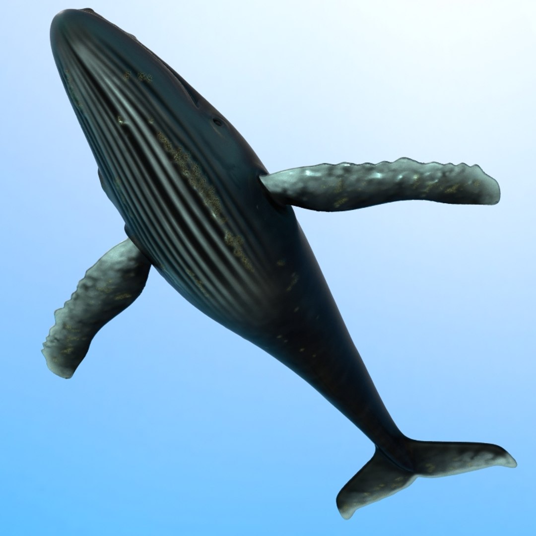 Humpback Whale Rigged 3D - TurboSquid 1290296