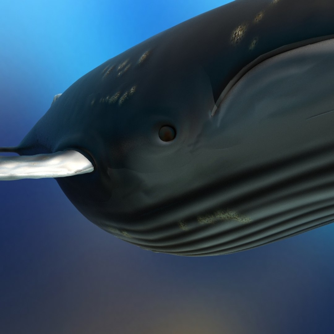 Humpback Whale Rigged 3D - TurboSquid 1290296