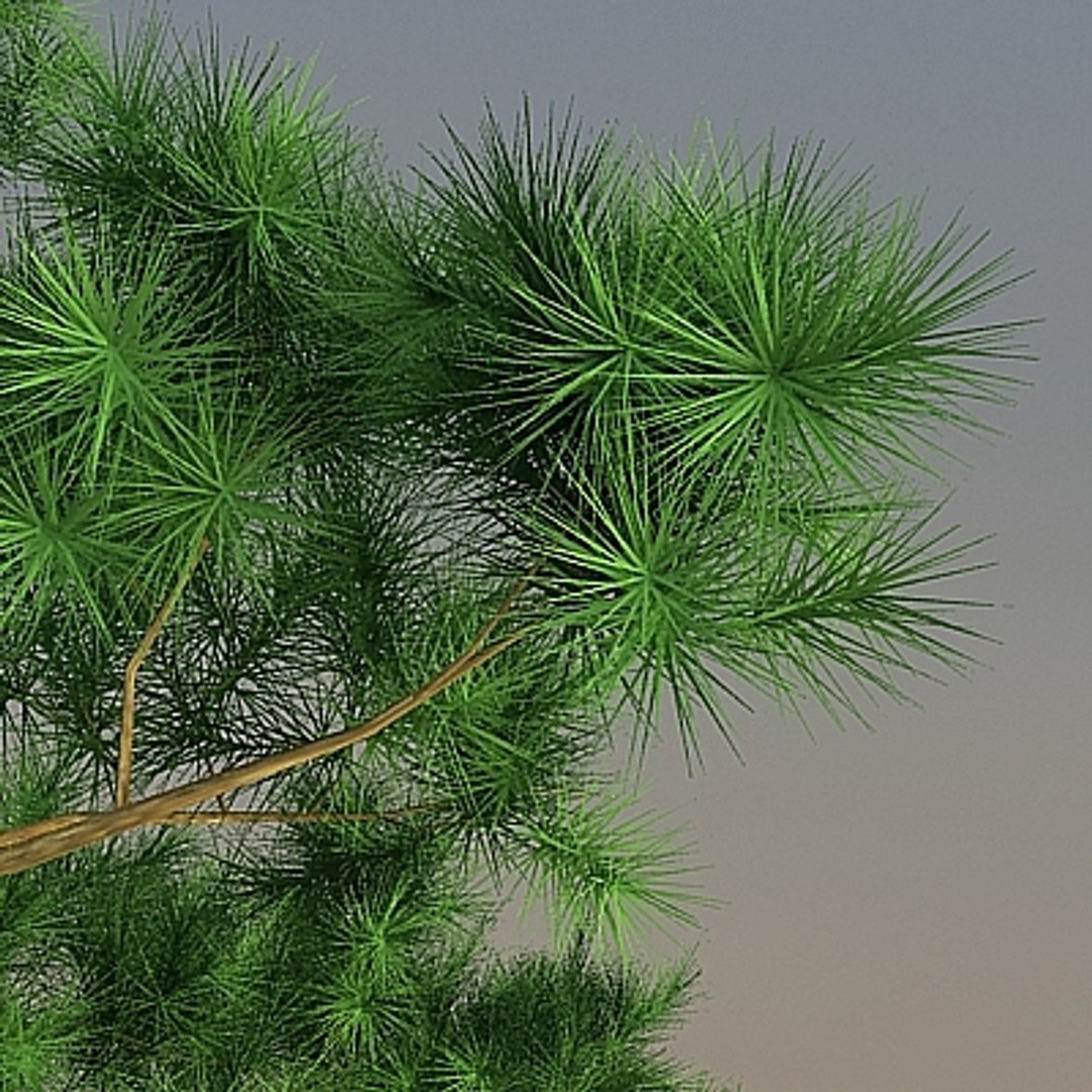 3d Model Trees Pinus