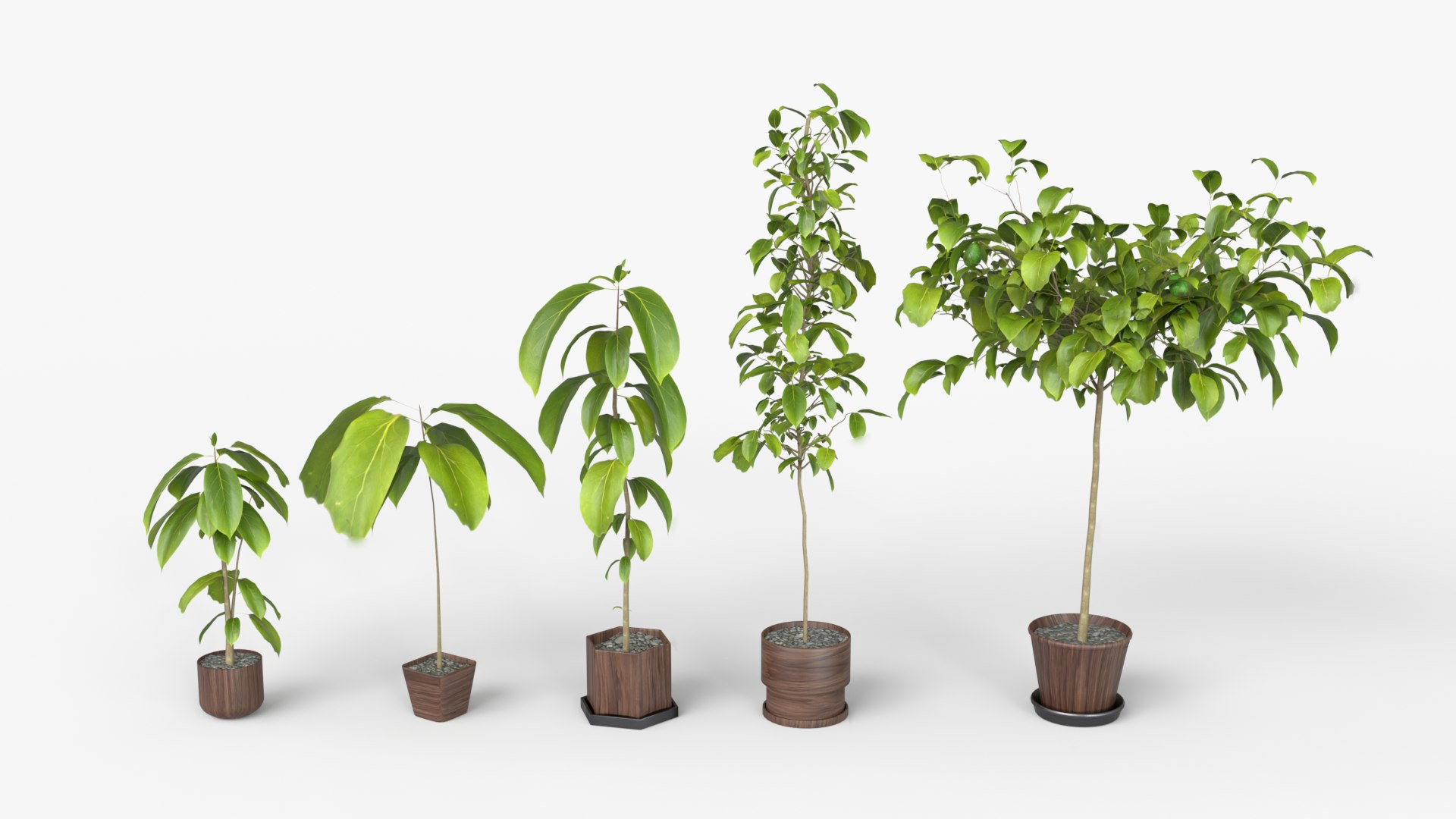 Collection Of Avocado Trees - Plants Vol 06 3D Model - TurboSquid 2088449