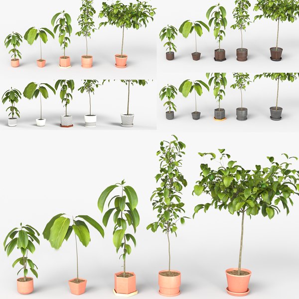 modelo 3d Collection of Avocado Trees - Plants Vol 06 - TurboSquid 2088449