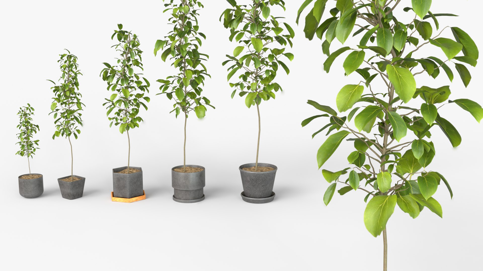 Collection Of Avocado Trees - Plants Vol 06 3D Model - TurboSquid 2088449