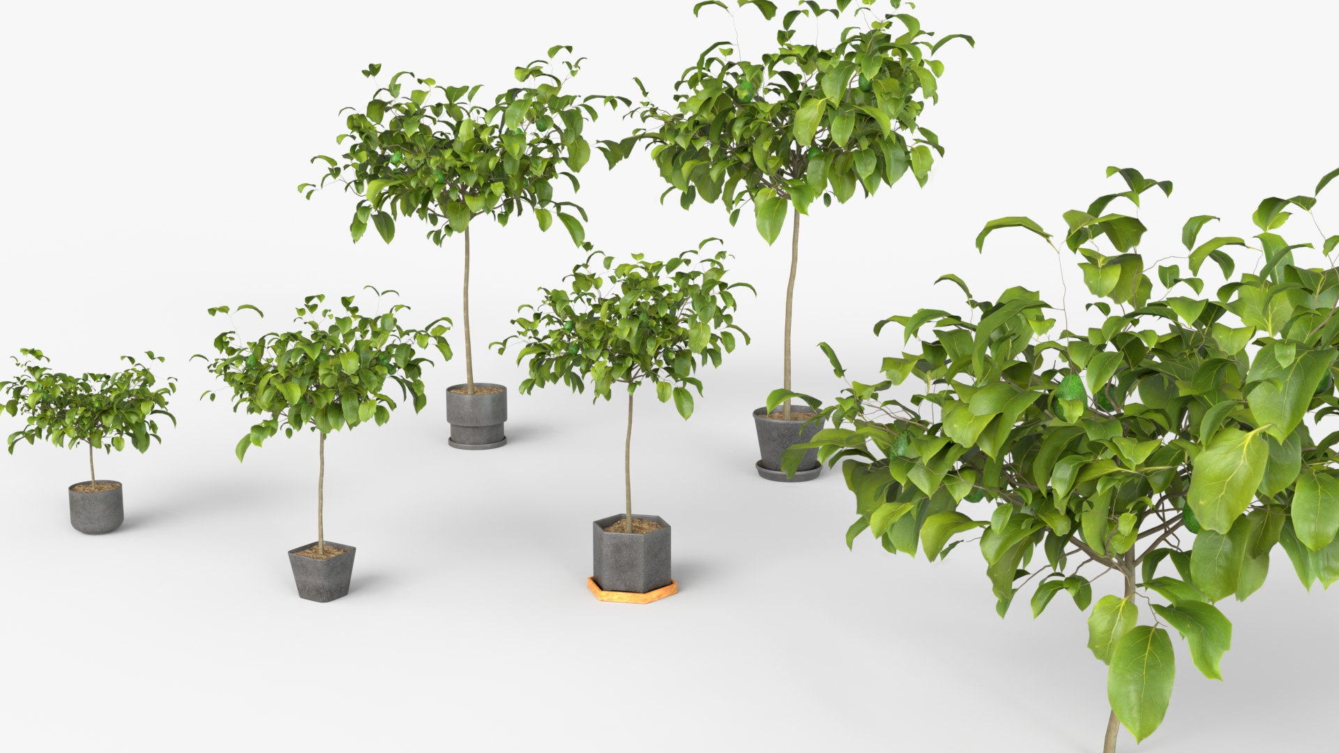 Collection Of Avocado Trees - Plants Vol 06 3D Model - TurboSquid 2088449