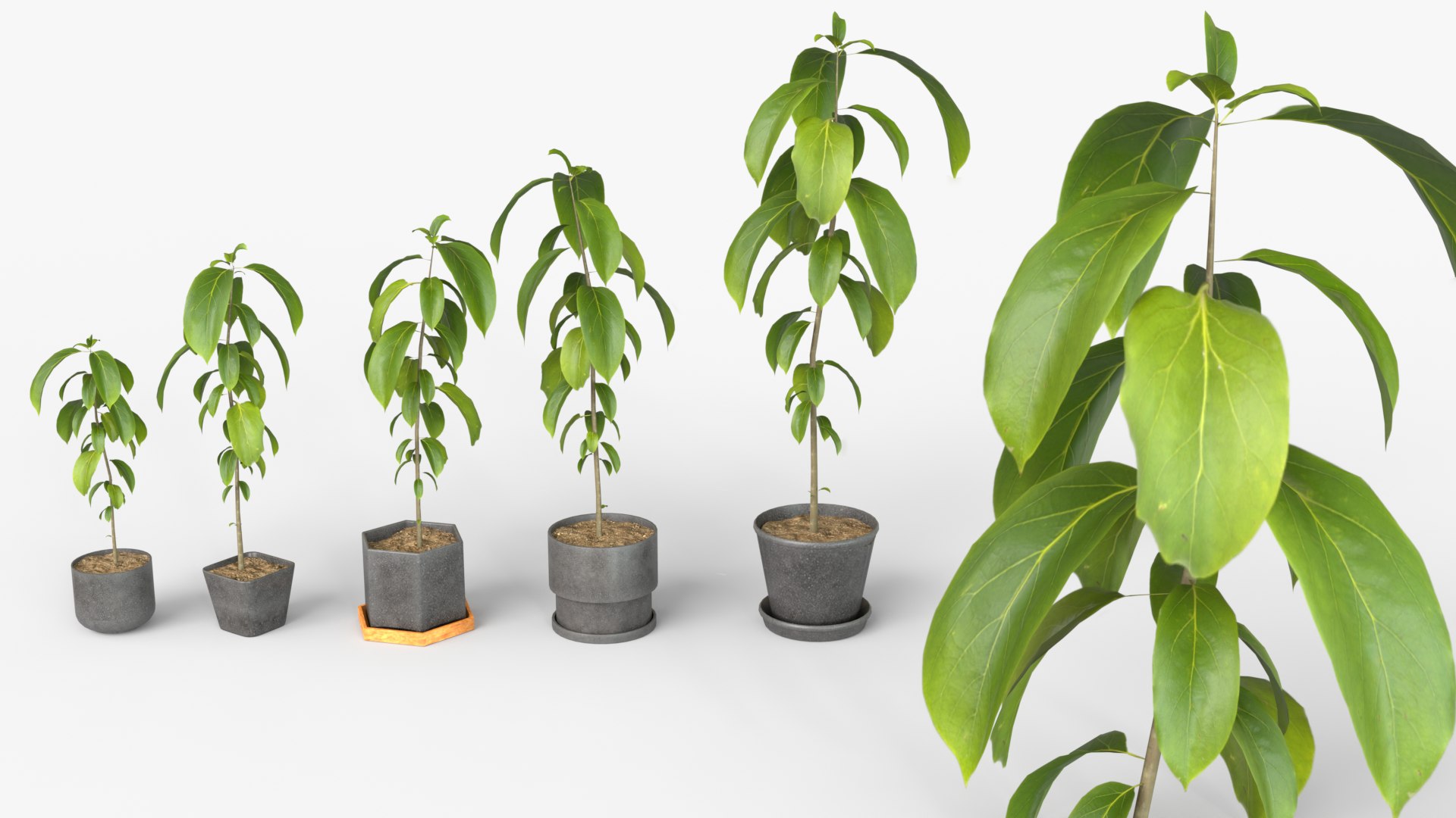 Collection Of Avocado Trees - Plants Vol 06 3D Model - TurboSquid 2088449
