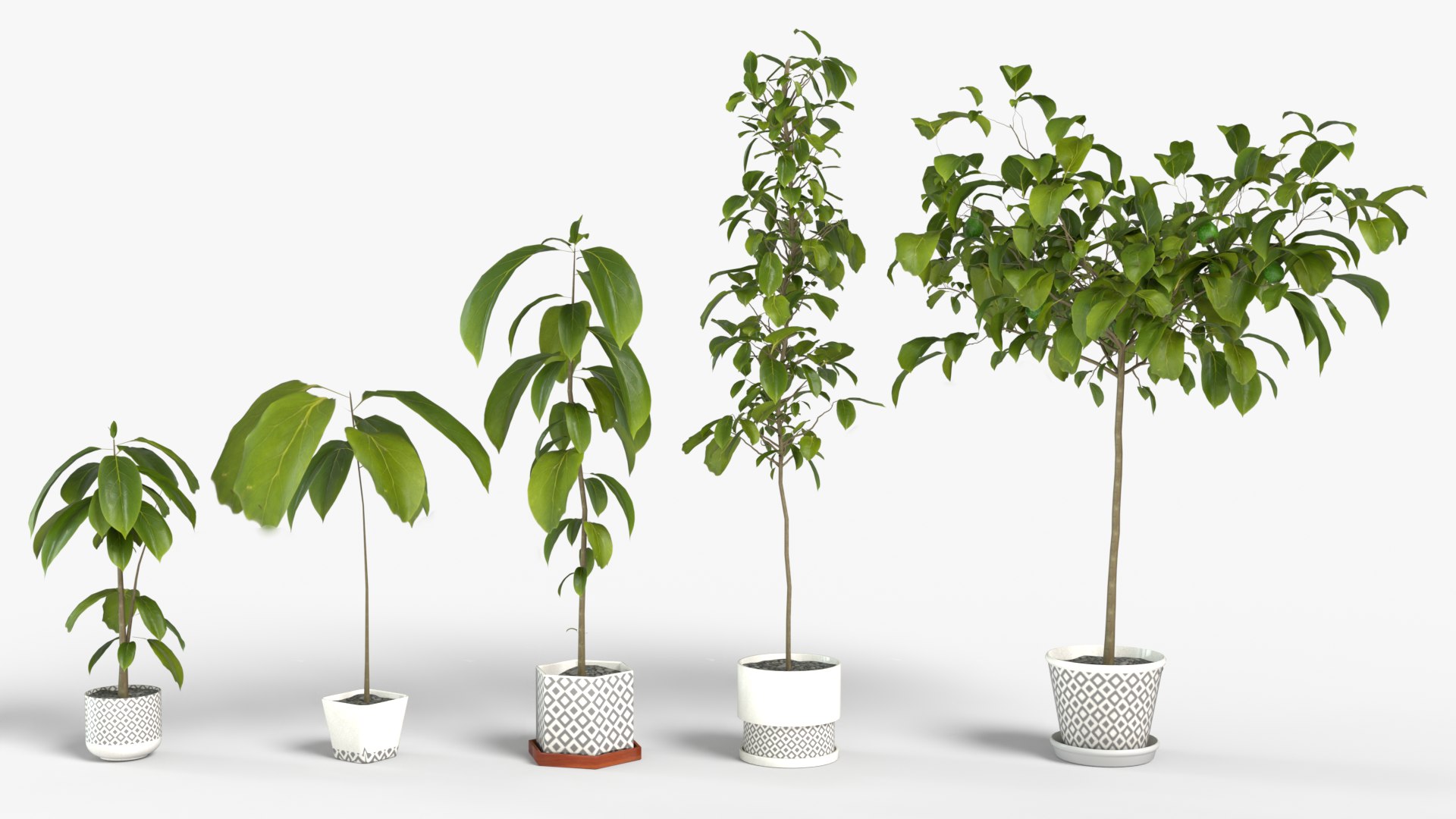 Collection Of Avocado Trees - Plants Vol 06 3D Model - TurboSquid 2088449