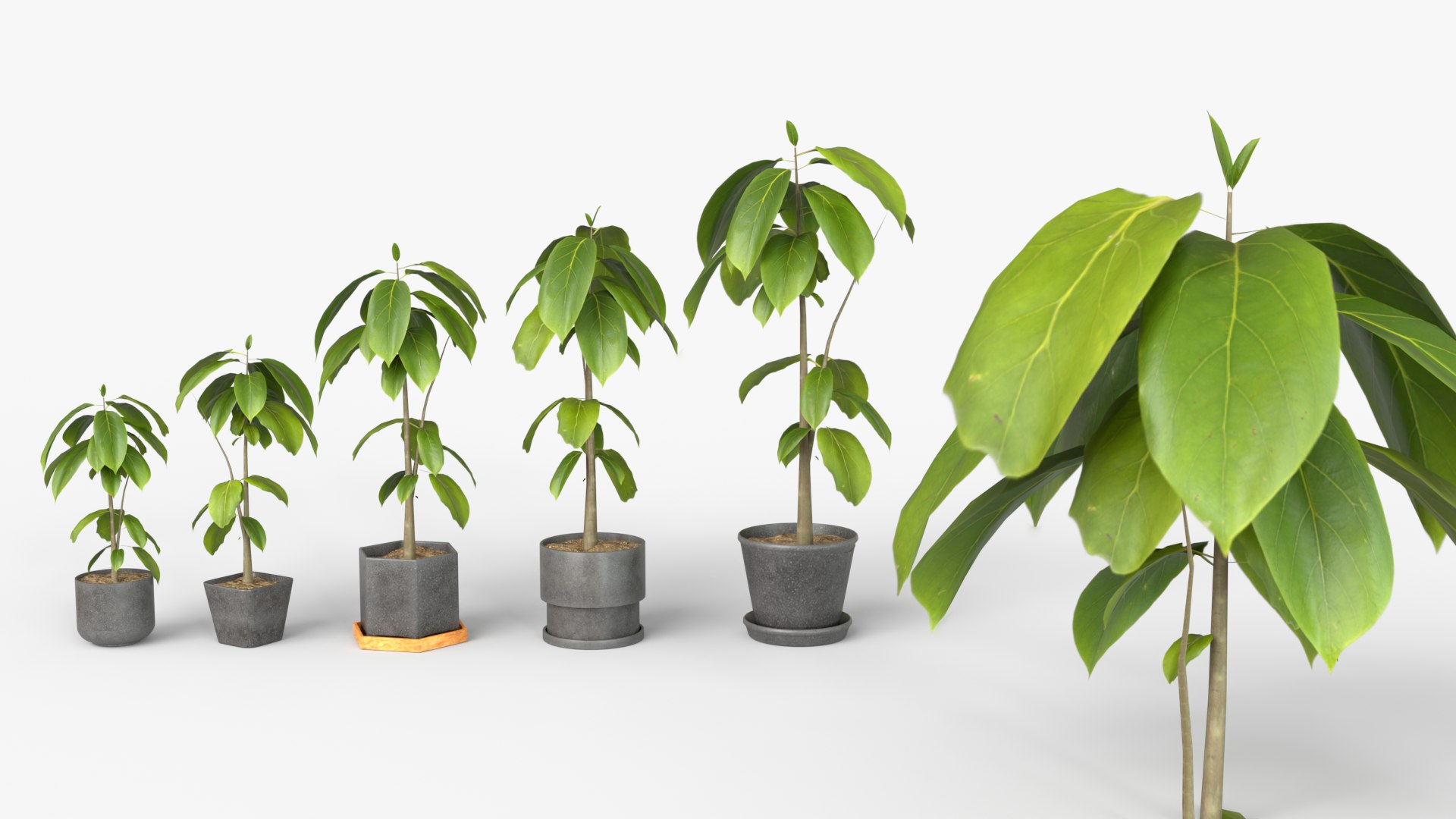 Collection Of Avocado Trees - Plants Vol 06 3D Model - TurboSquid 2088449