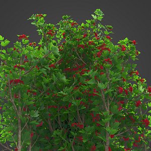 Cranberry 3D Models for Download | TurboSquid