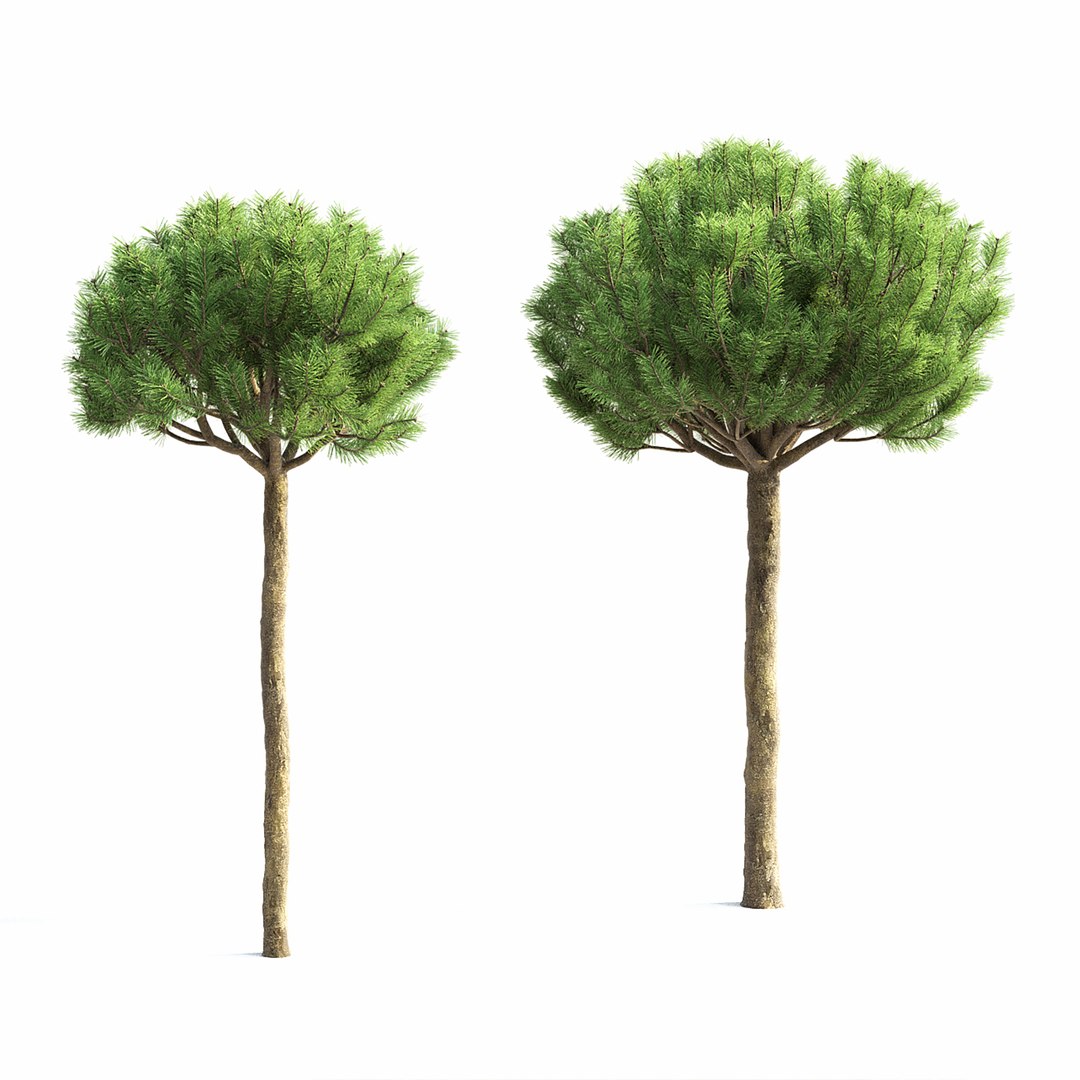 3D Trees Trunk Alpine Model - TurboSquid 1694583