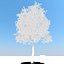 3d realistic birch tree