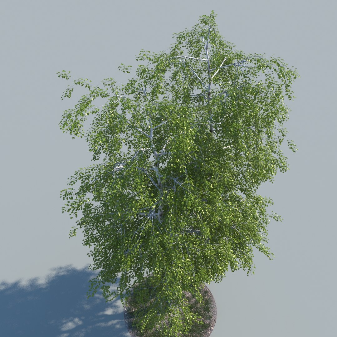 3d realistic birch tree