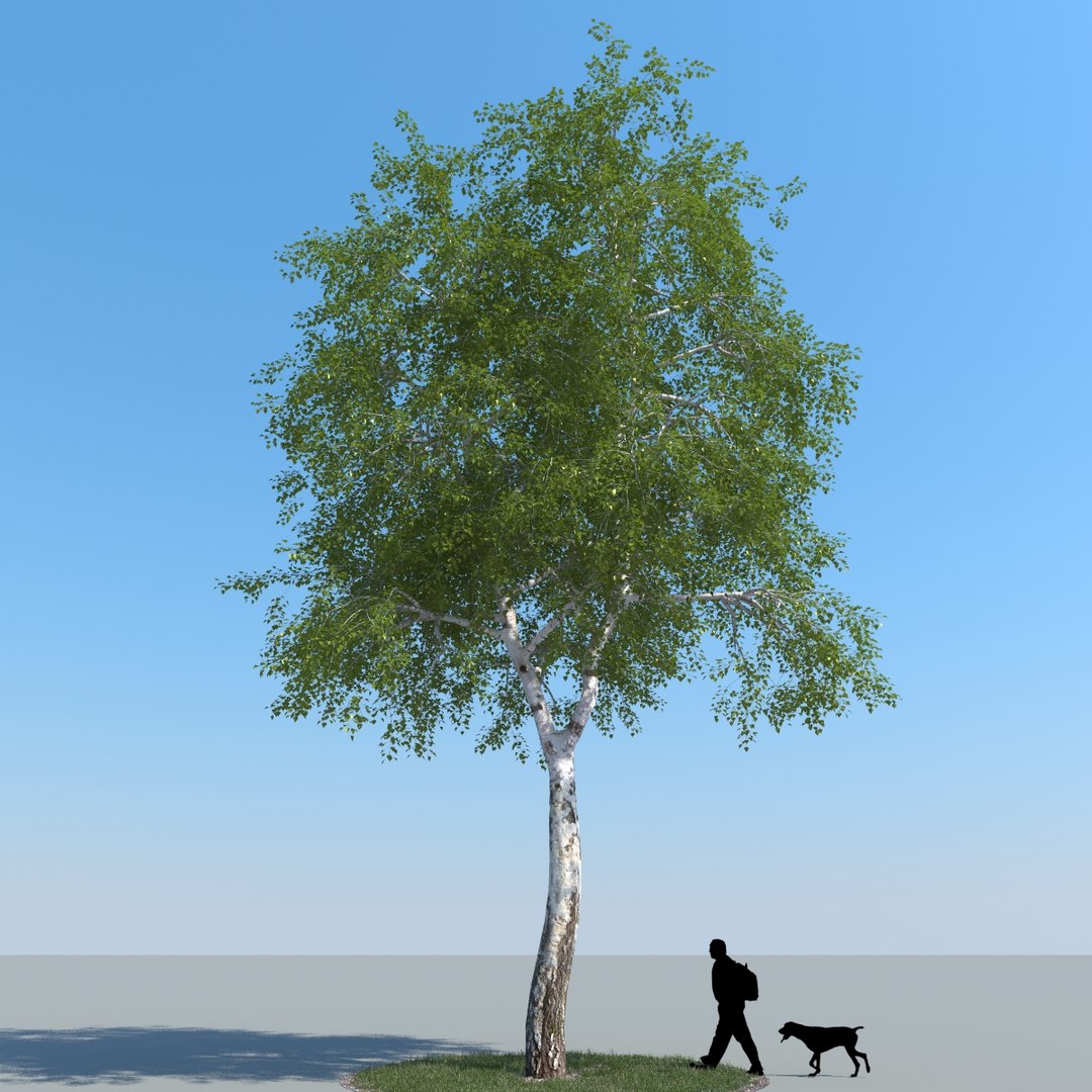 3d realistic birch tree