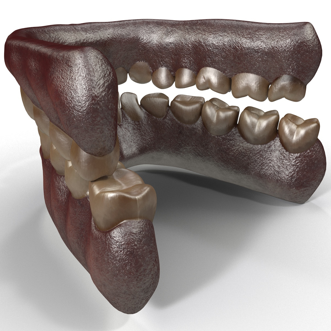 human old teeth 3d model