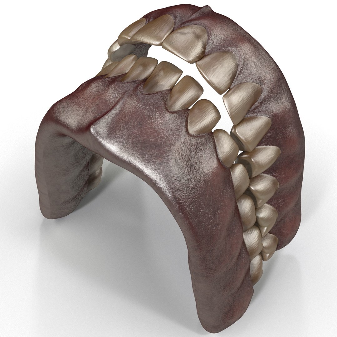 Human Old Teeth 3d Model