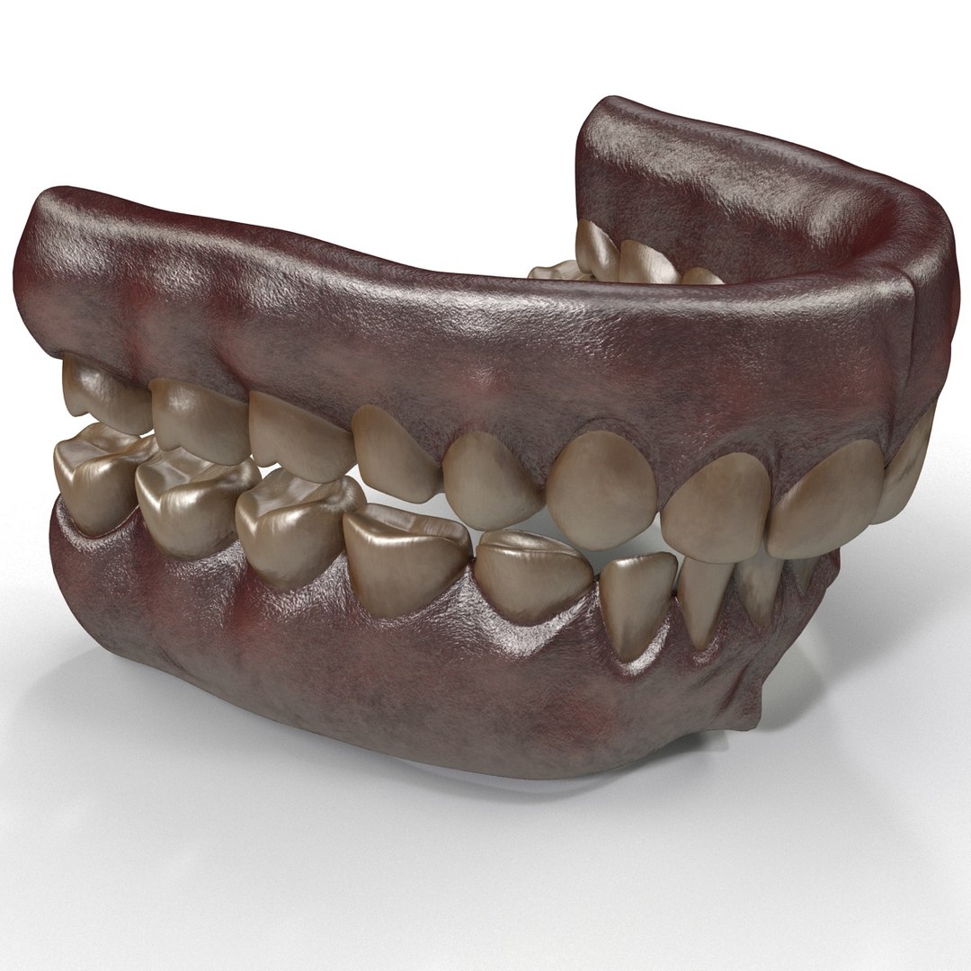 Human Old Teeth 3d Model