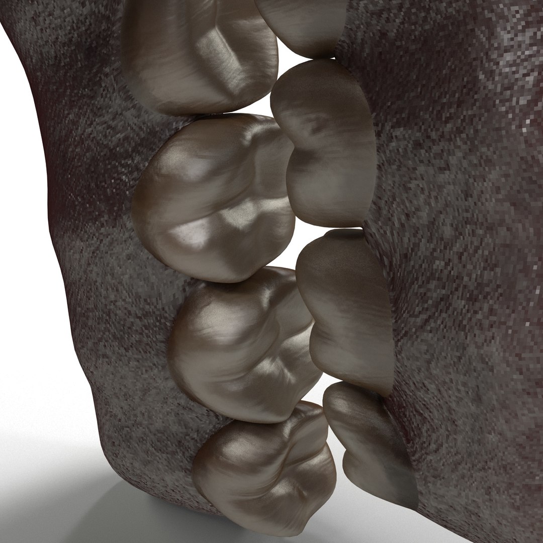 Human Old Teeth 3d Model