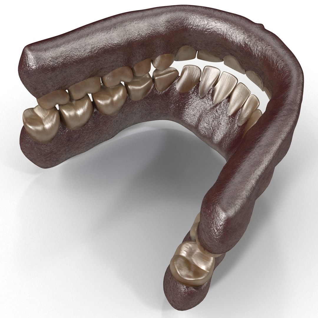 Human Old Teeth 3d Model