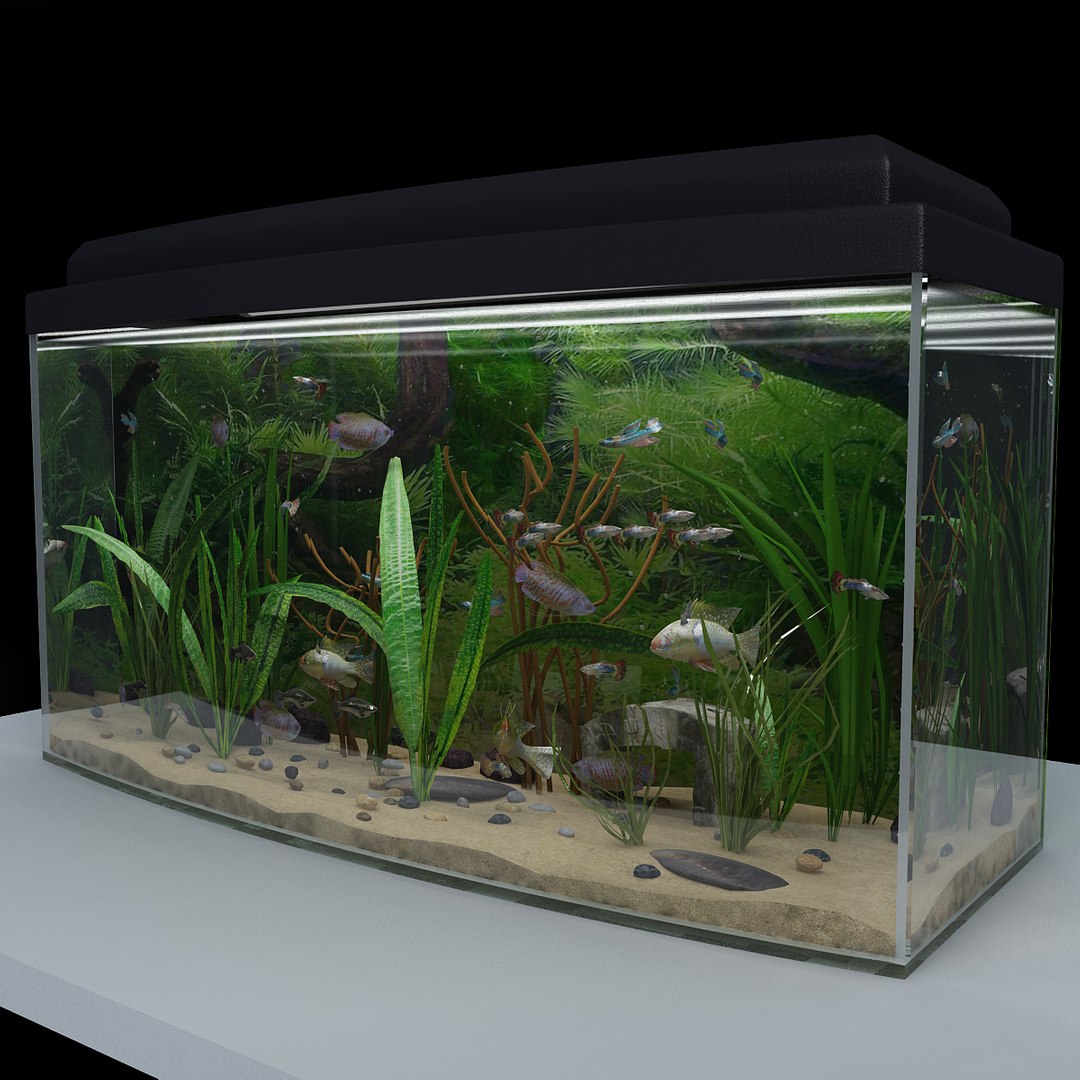 3d Aquarium 2