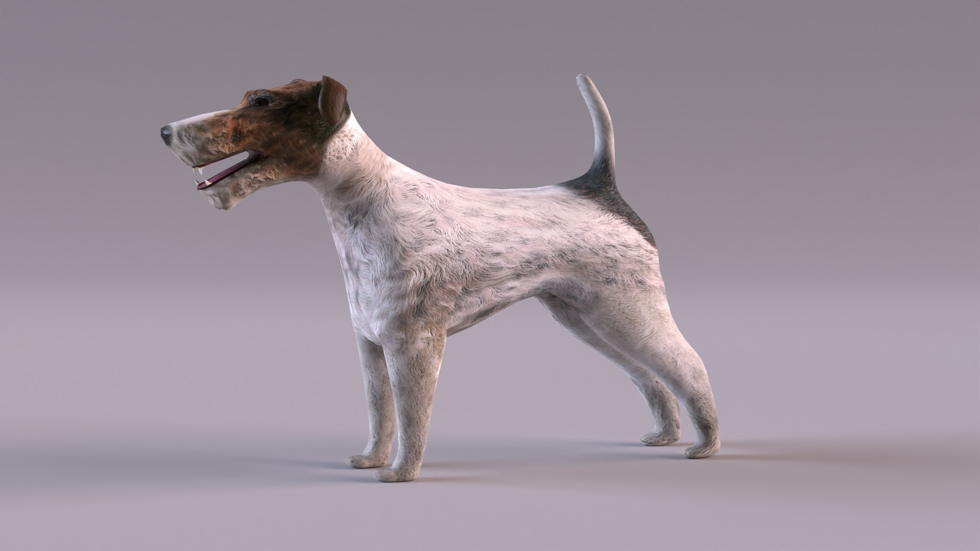 Vascular Cambium 3d Model