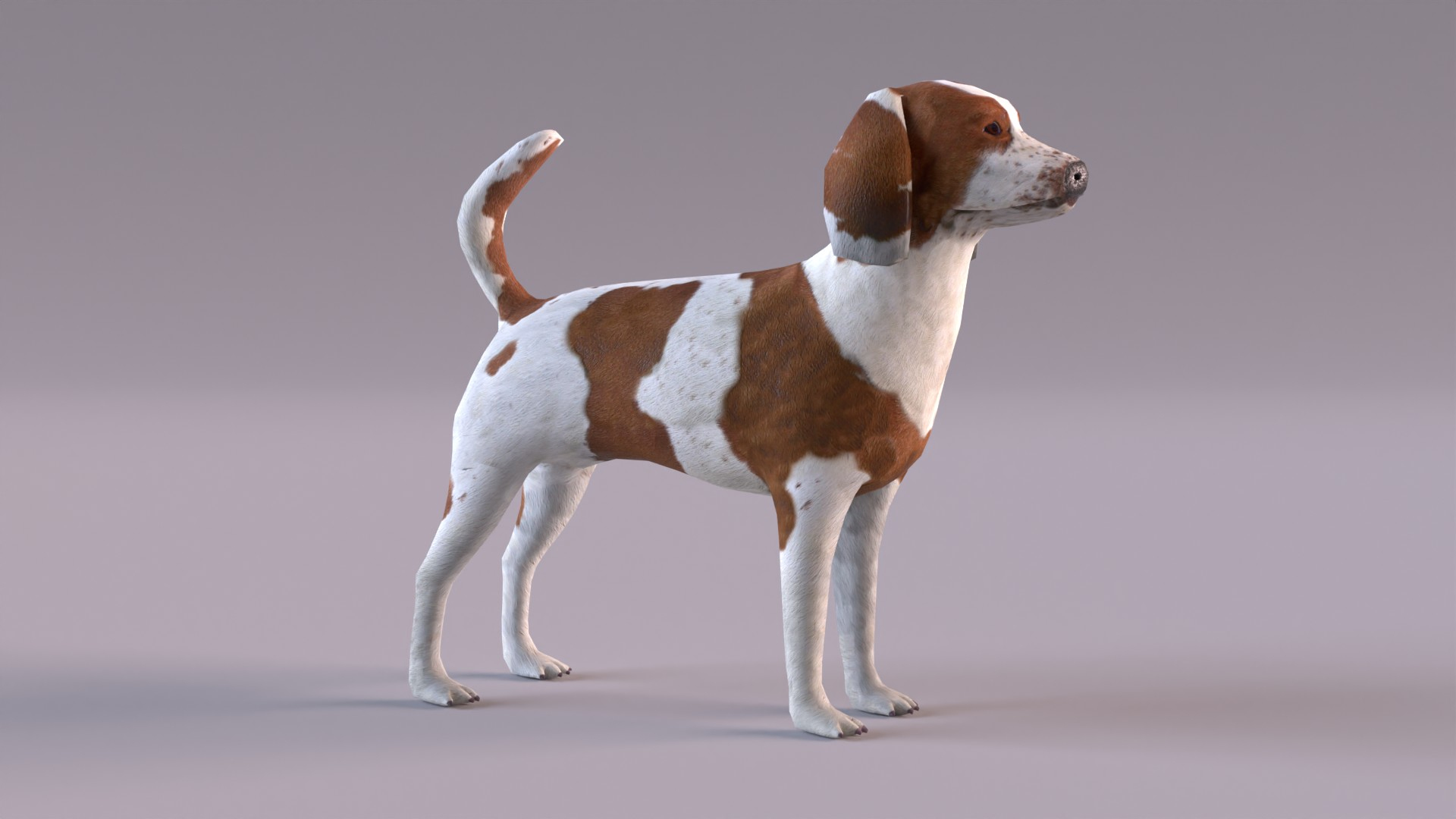 Beagle Skeleton System