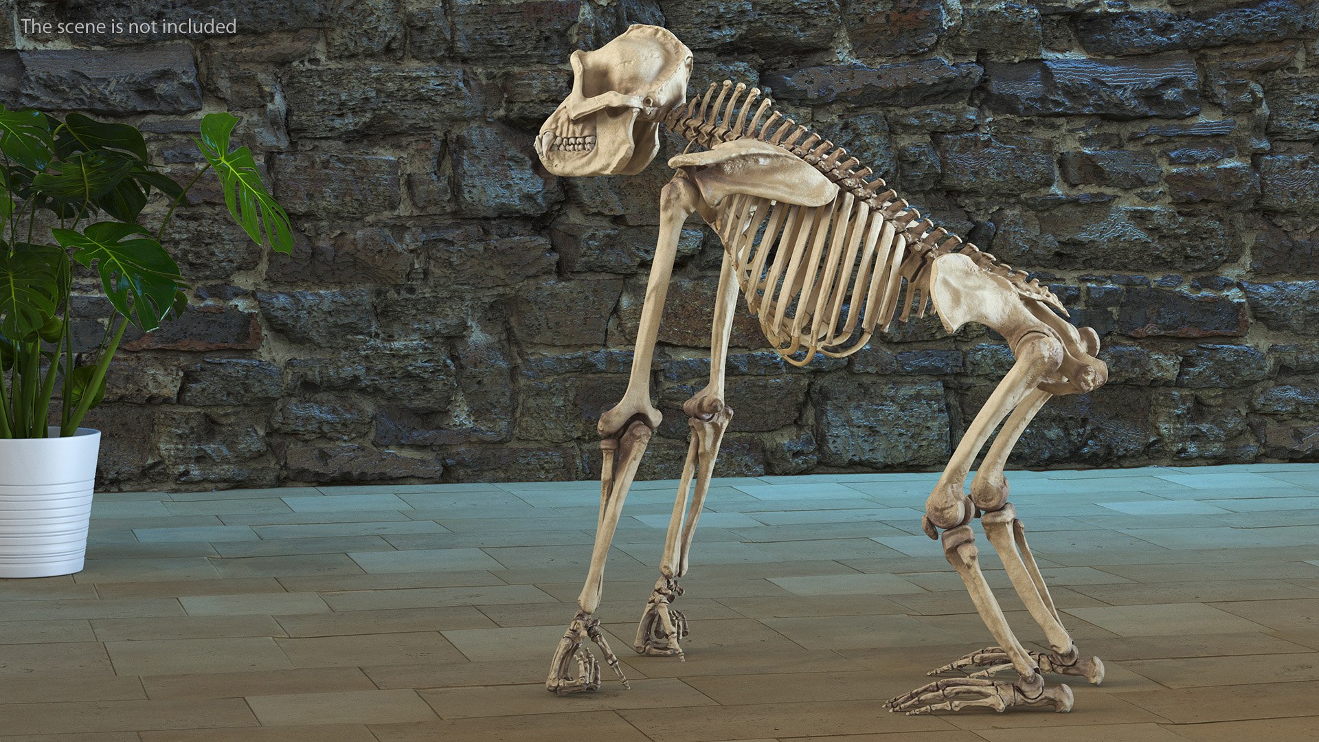 Articulated Gorilla Skeleton 3D Model - TurboSquid 2062988