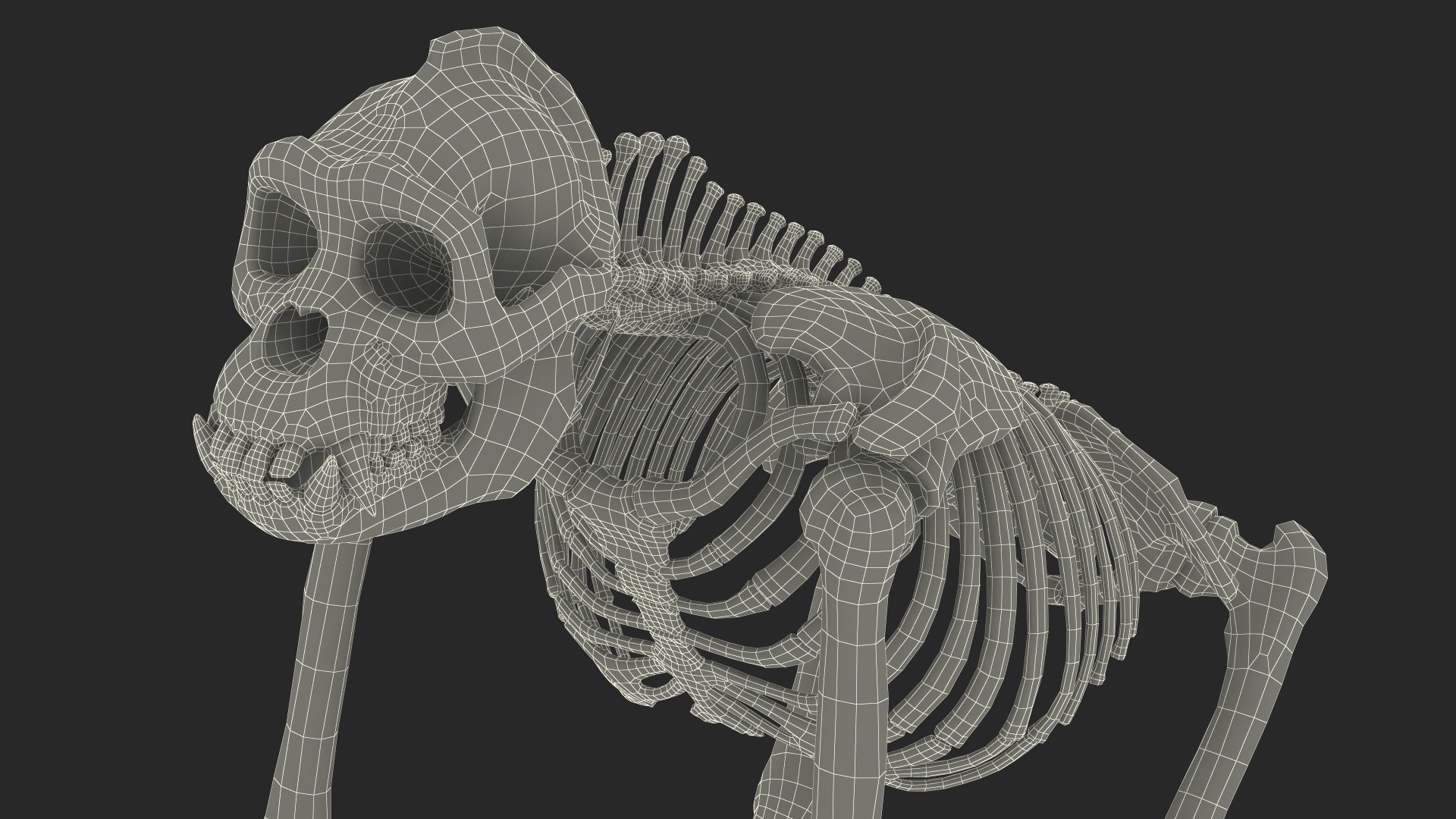 Articulated Gorilla Skeleton 3D Model - TurboSquid 2062988