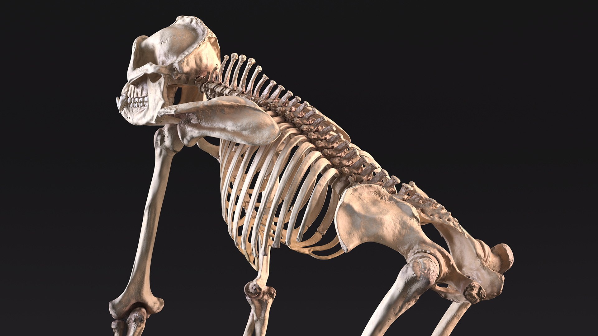 Articulated Gorilla Skeleton 3D Model - TurboSquid 2062988