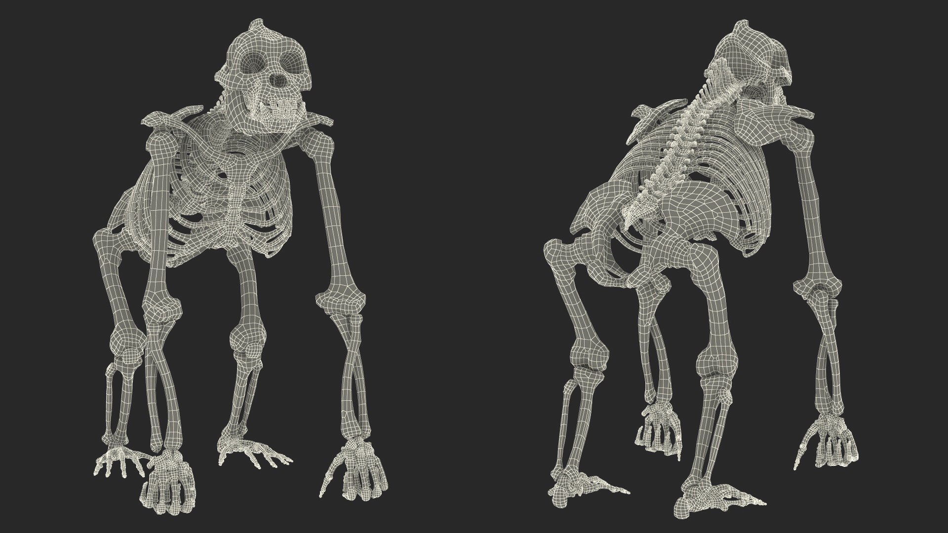 Articulated Gorilla Skeleton 3D Model - TurboSquid 2062988