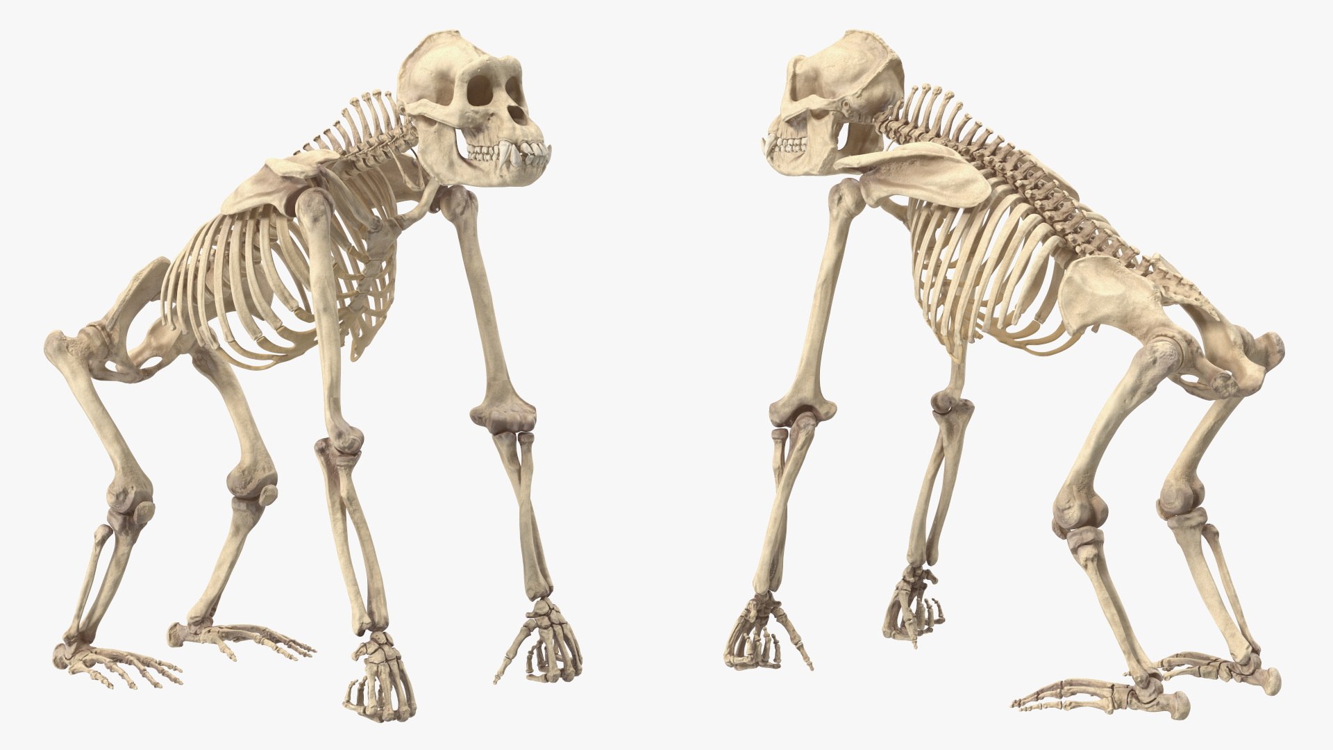 Articulated Gorilla Skeleton 3D Model - TurboSquid 2062988