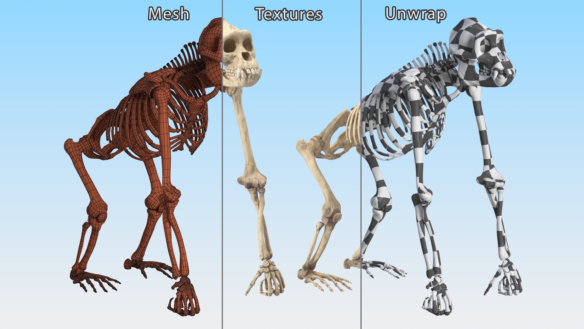 Articulated Gorilla Skeleton 3D Model - TurboSquid 2062988