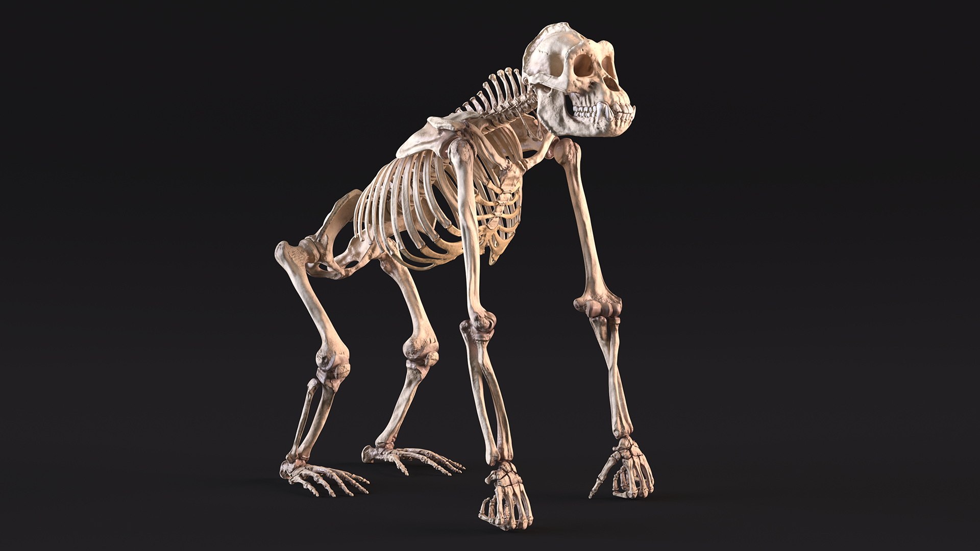 Articulated Gorilla Skeleton 3D Model - TurboSquid 2062988