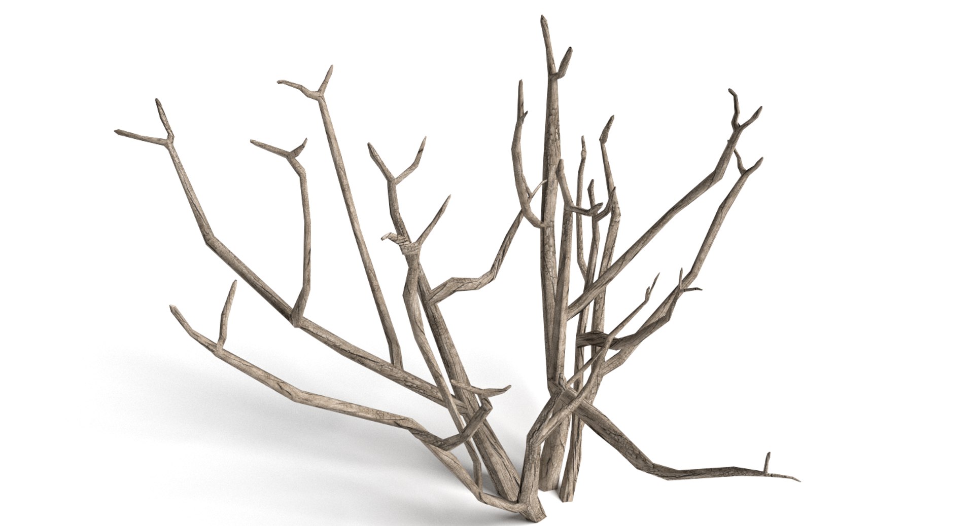 Maya Dead Bush