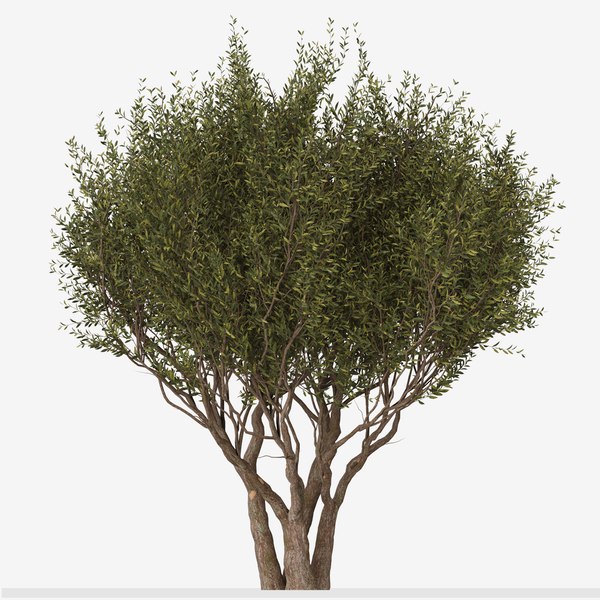 Set of Arbutus unedo or StrawberryTree - 2 Trees 3D model - TurboSquid ...