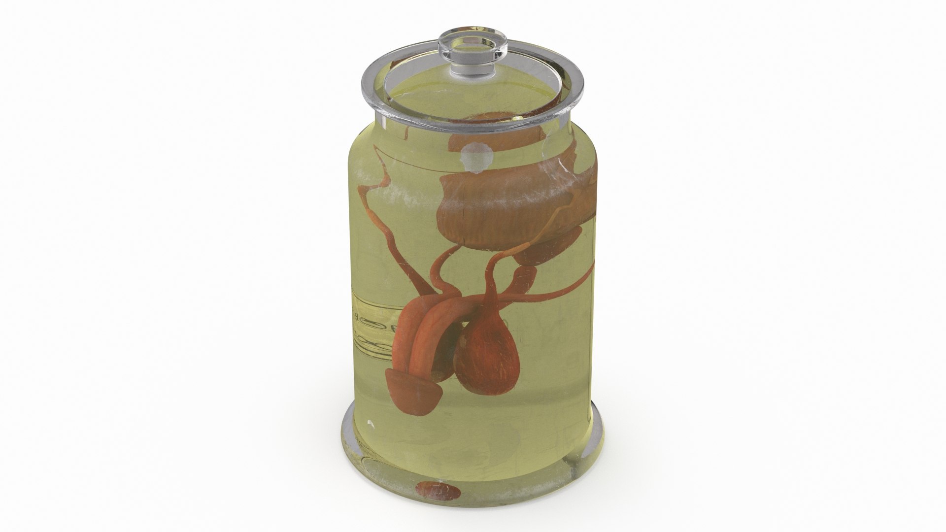 Male Genitalia In Old Glass Jar 3D - TurboSquid 2258827