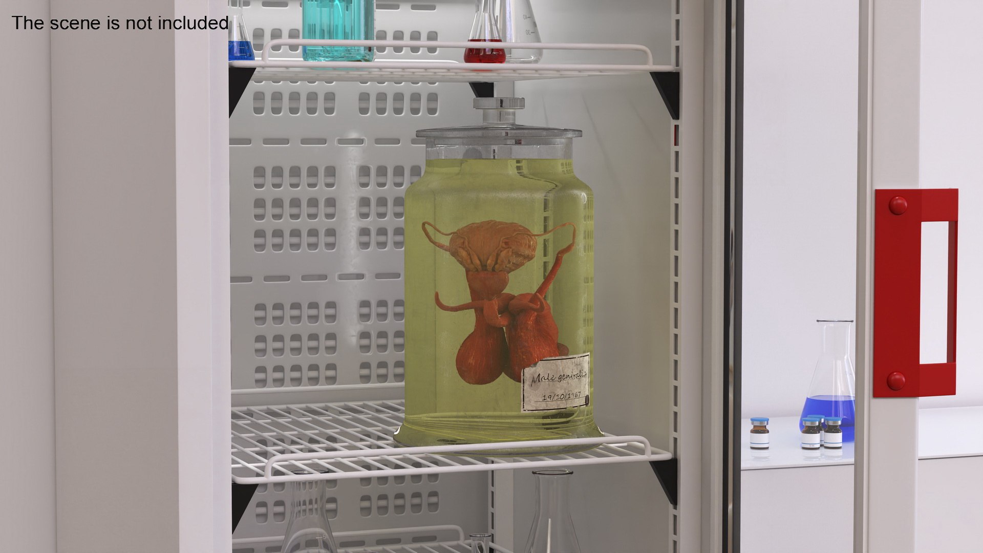 Male Genitalia In Old Glass Jar 3D - TurboSquid 2258827