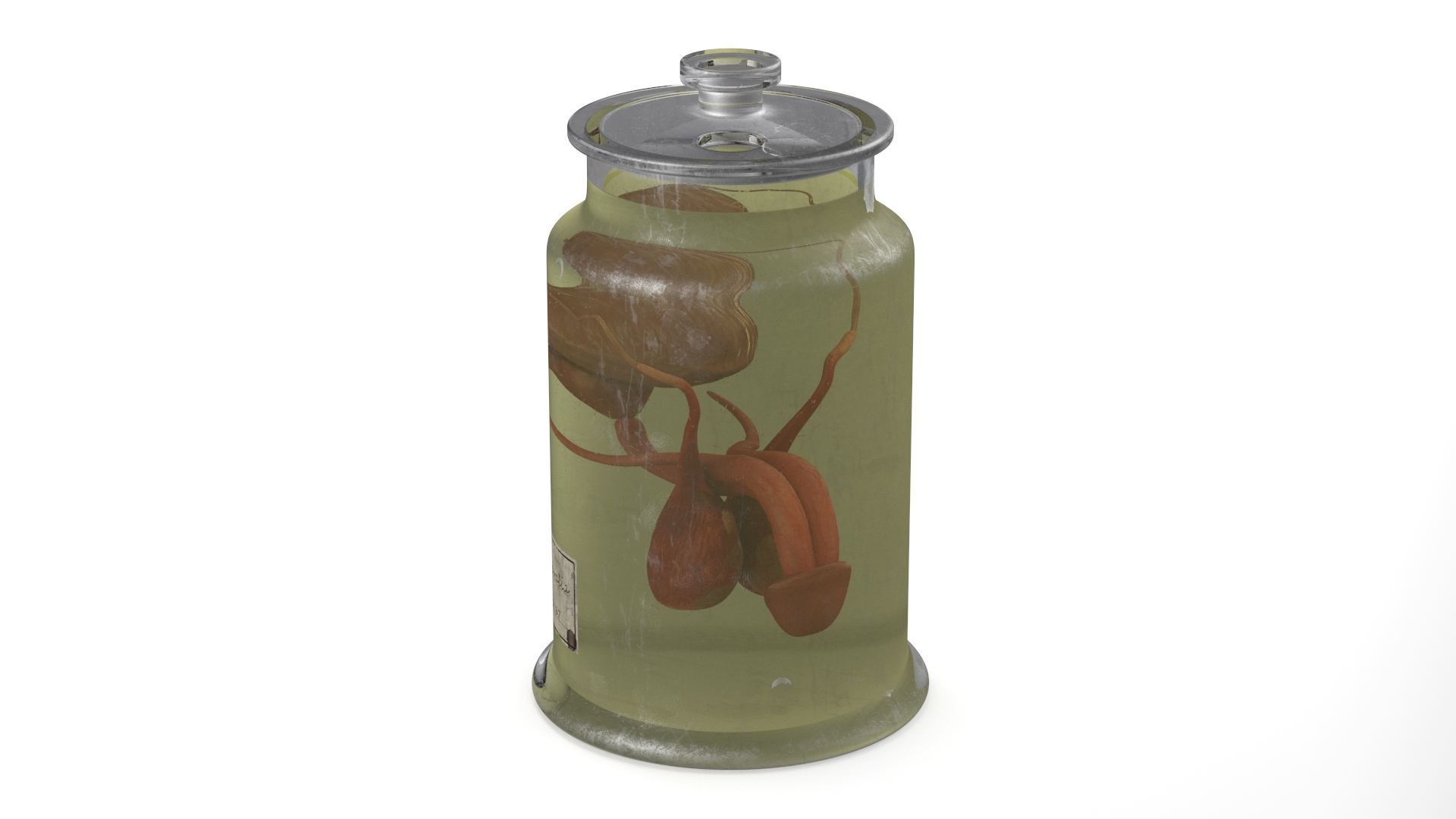 Male Genitalia In Old Glass Jar 3D - TurboSquid 2258827